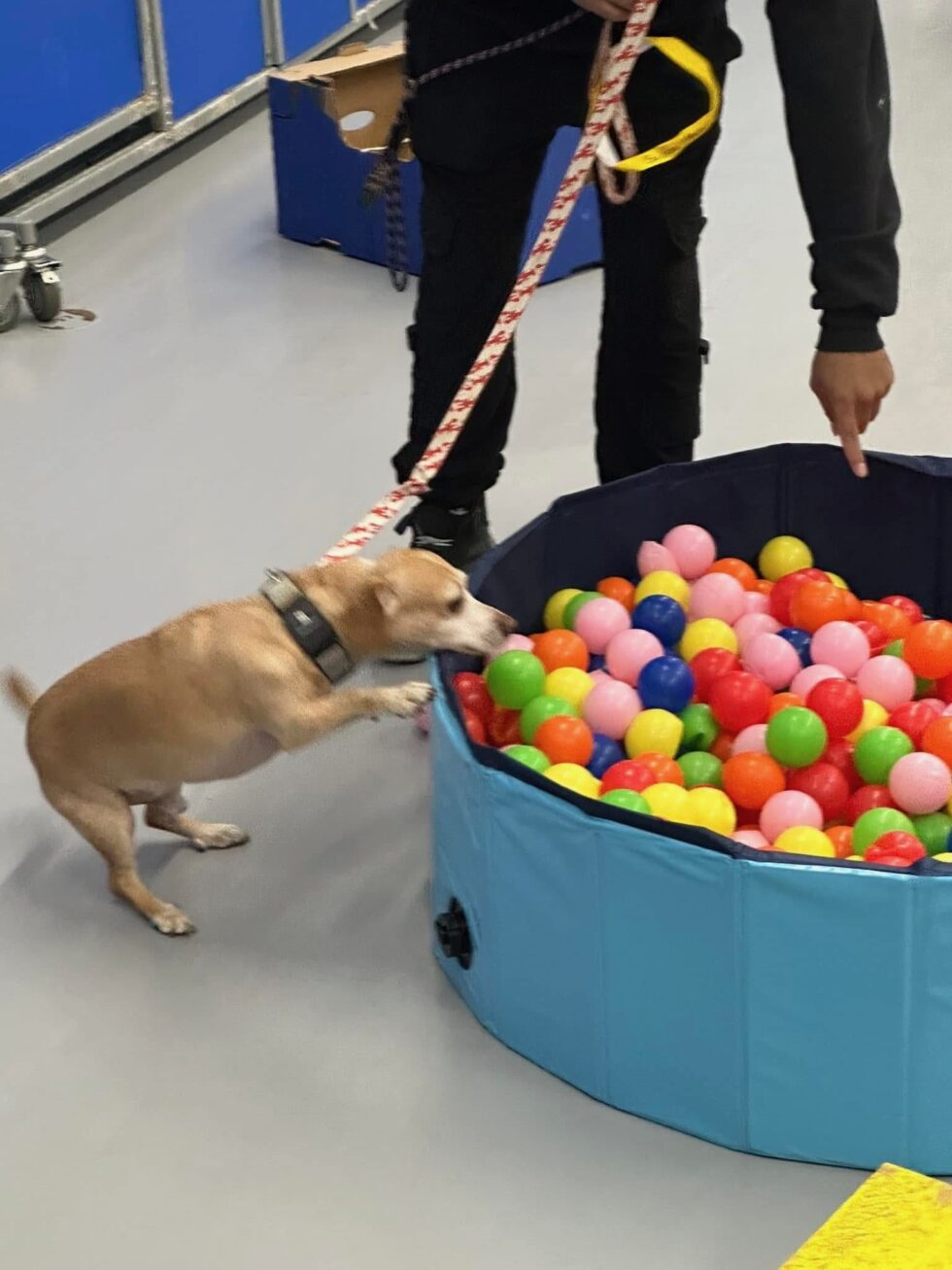 Canine Corral Dog Day Care